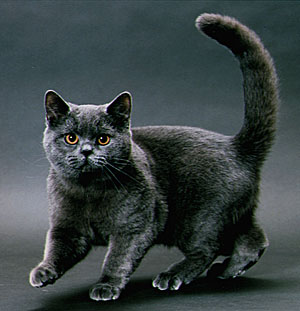 Best British Blue Kitten